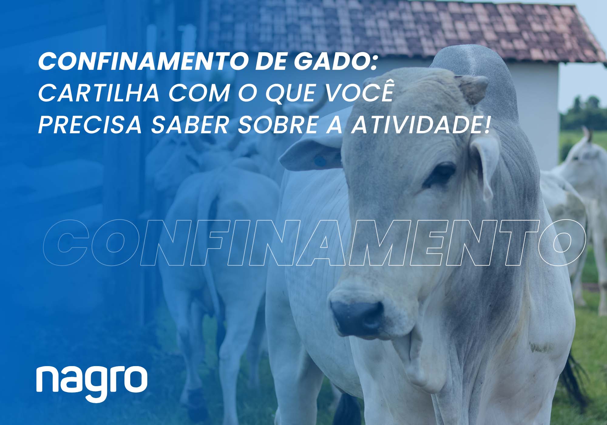Confinamento de gado: cartilha com o que você precisa saber sobre a ...
